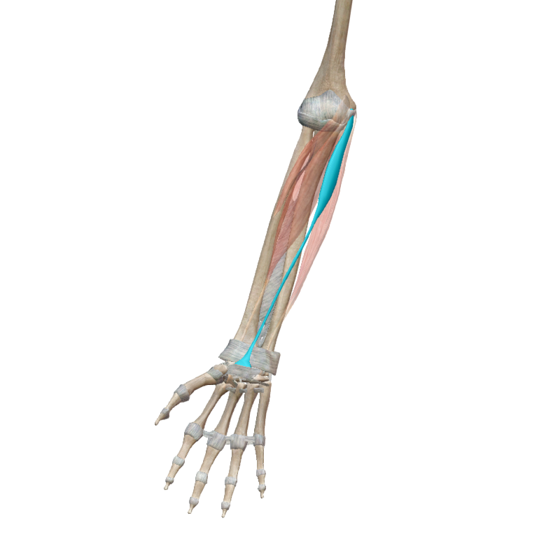 Epitrochléite : symptômes, traitements et prévention - PRO-TMS