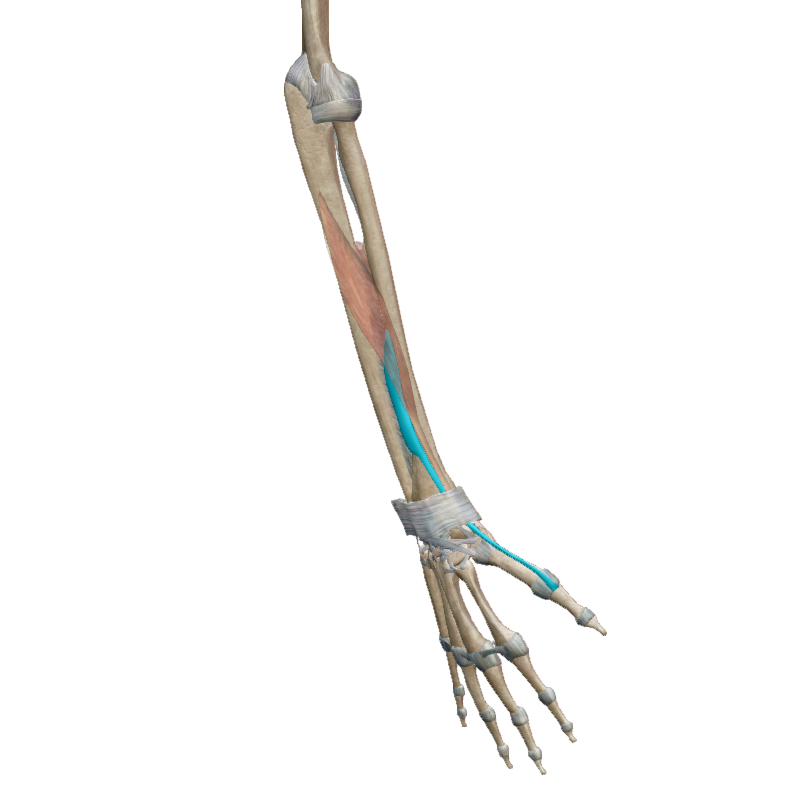 Ténosynovite de De Quervain - PRO-TMS