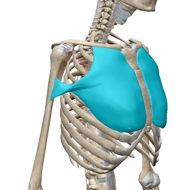 Renforcement musculaire des pectoraux - PRO-TMS