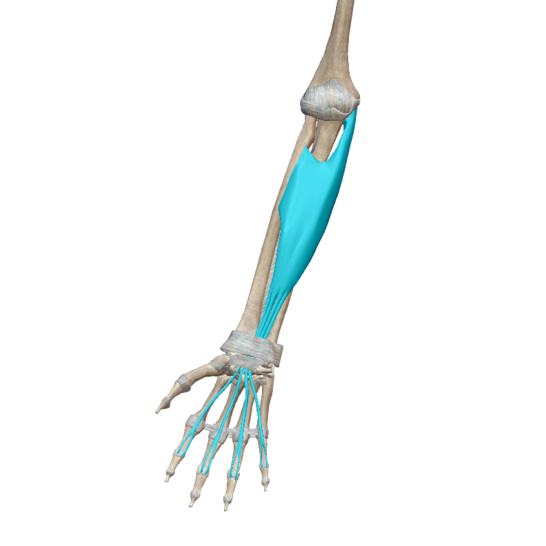 Renforcement musculaire des fléchisseurs du poignet - PRO-TMS