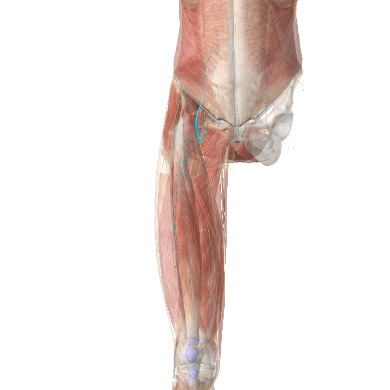 Cruralgie : définition, symptômes, traitements et prévention - PRO-TMS