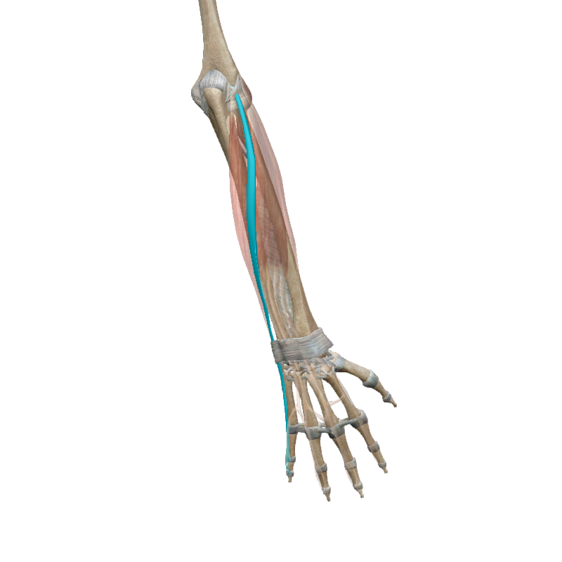 Epicondylite : symptômes, traitements et prévention - PRO-TMS