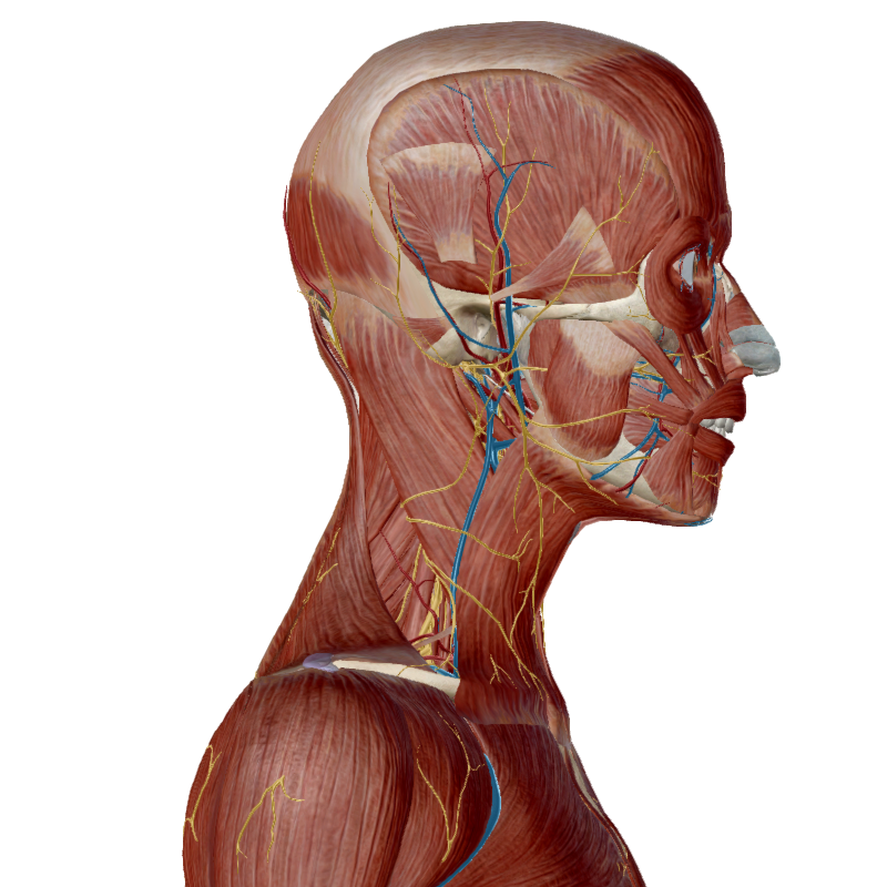 Echauffement des cervicales - PRO-TMS