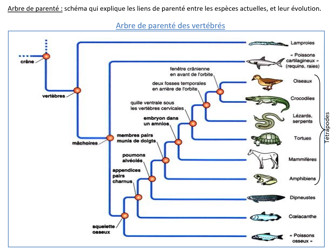 Chapitre 4 : La classification scientifique des espèces - Site de svtpmc