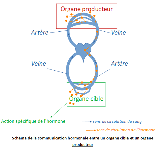 La communication hormonale permet la synchronisation de l'ovulation et ...