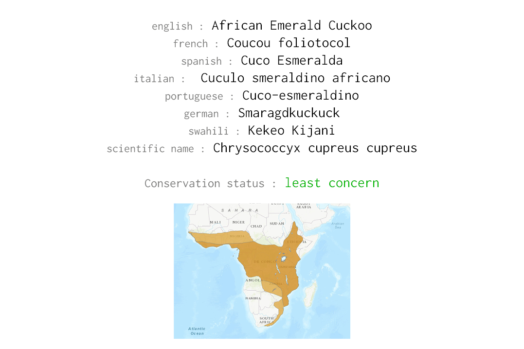 African Emerald Cuckoo - wildlife of kenya by Nicolas Urlacher