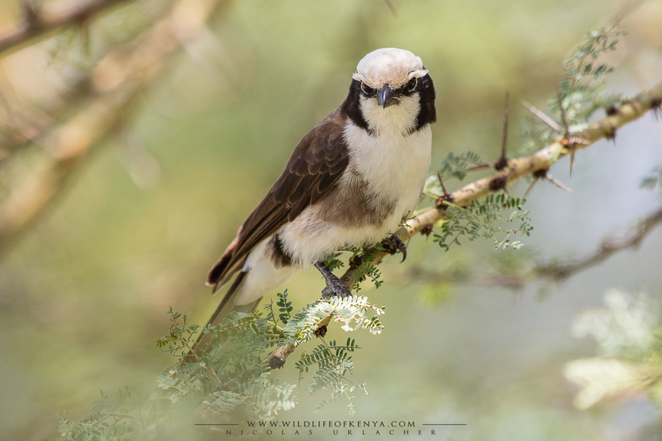 Northern White-crowned Shrike - wildlife of kenya by Nicolas Urlacher