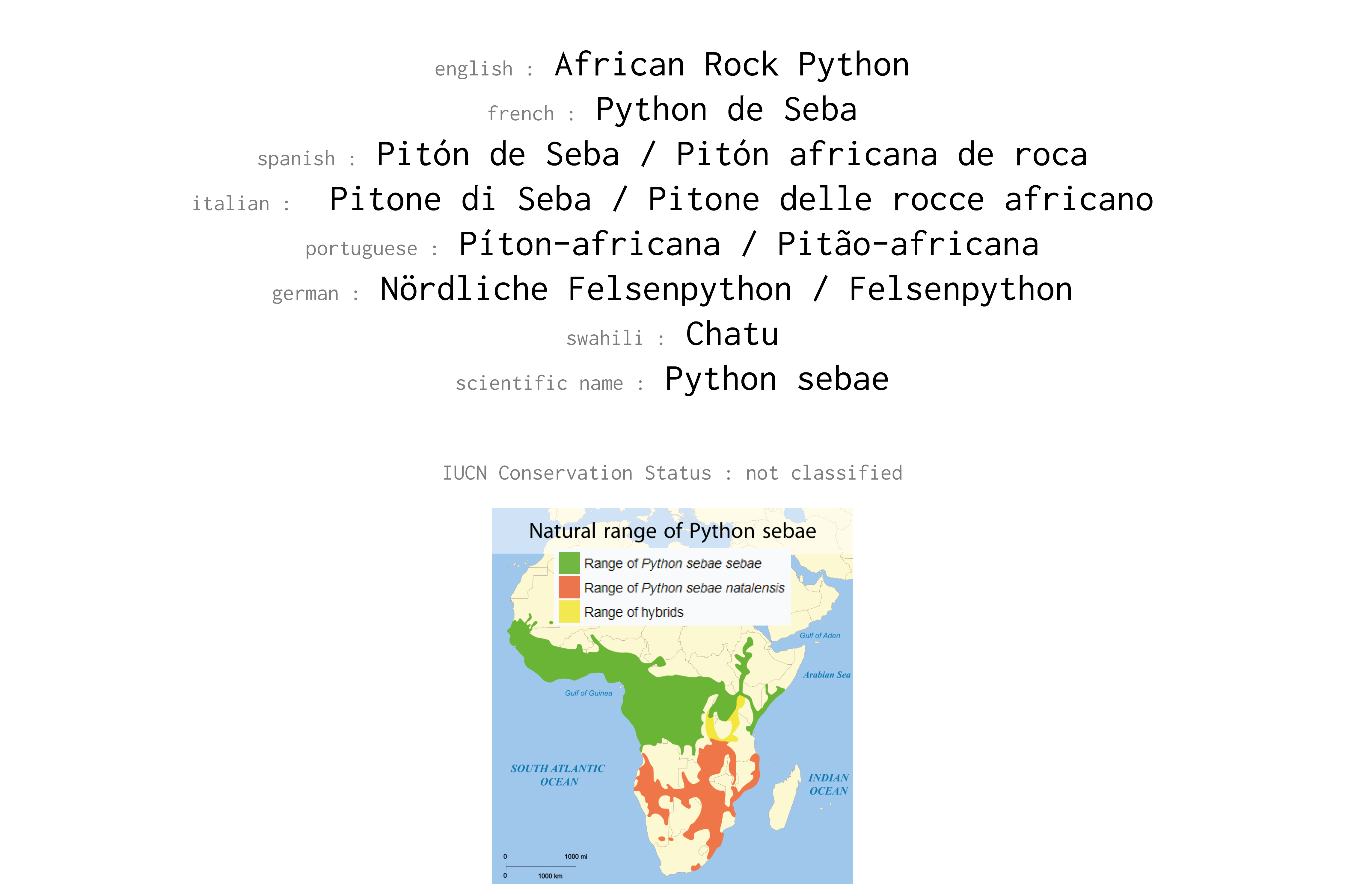 African Rock Python - wildlife of kenya by Nicolas Urlacher