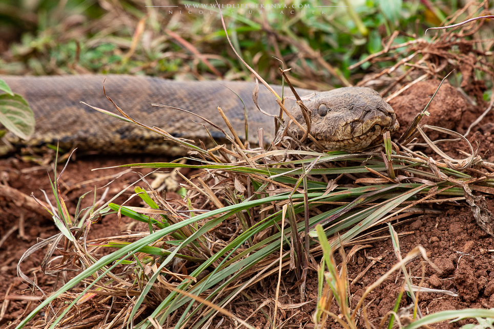 African Rock Python - wildlife of kenya by Nicolas Urlacher