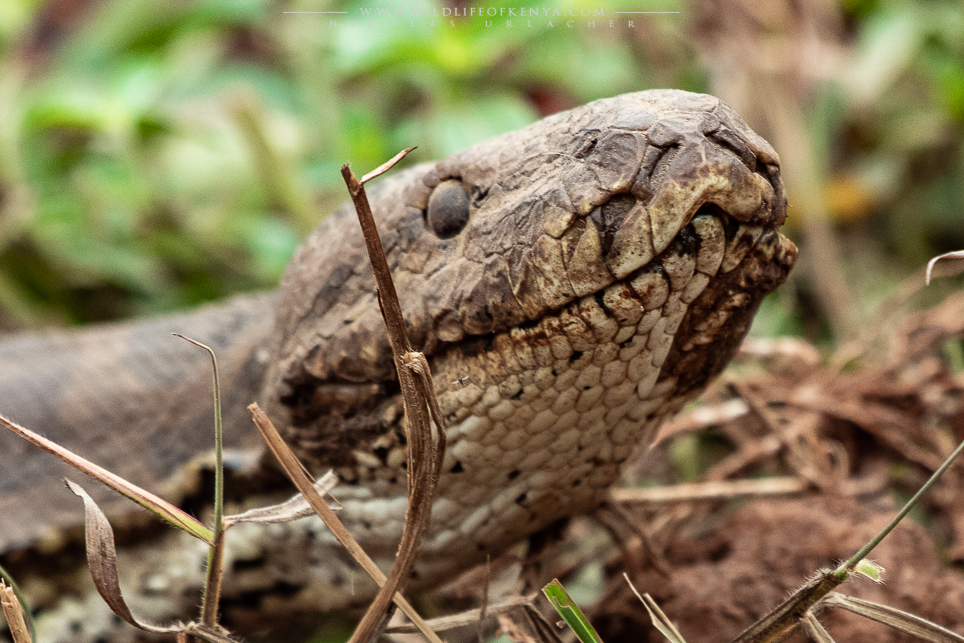African Rock Python - wildlife of kenya by Nicolas Urlacher