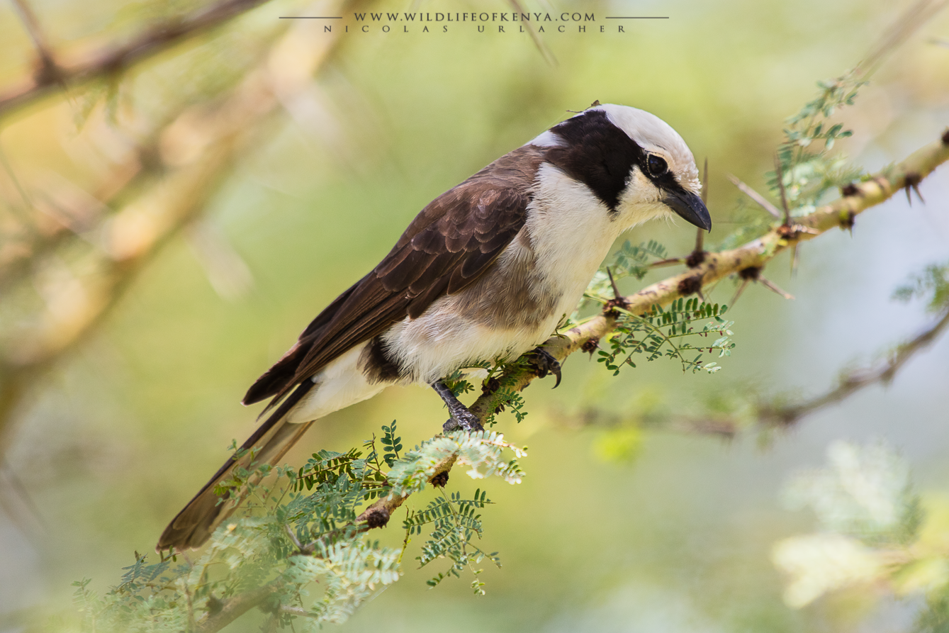 Northern White-crowned Shrike - wildlife of kenya by Nicolas Urlacher