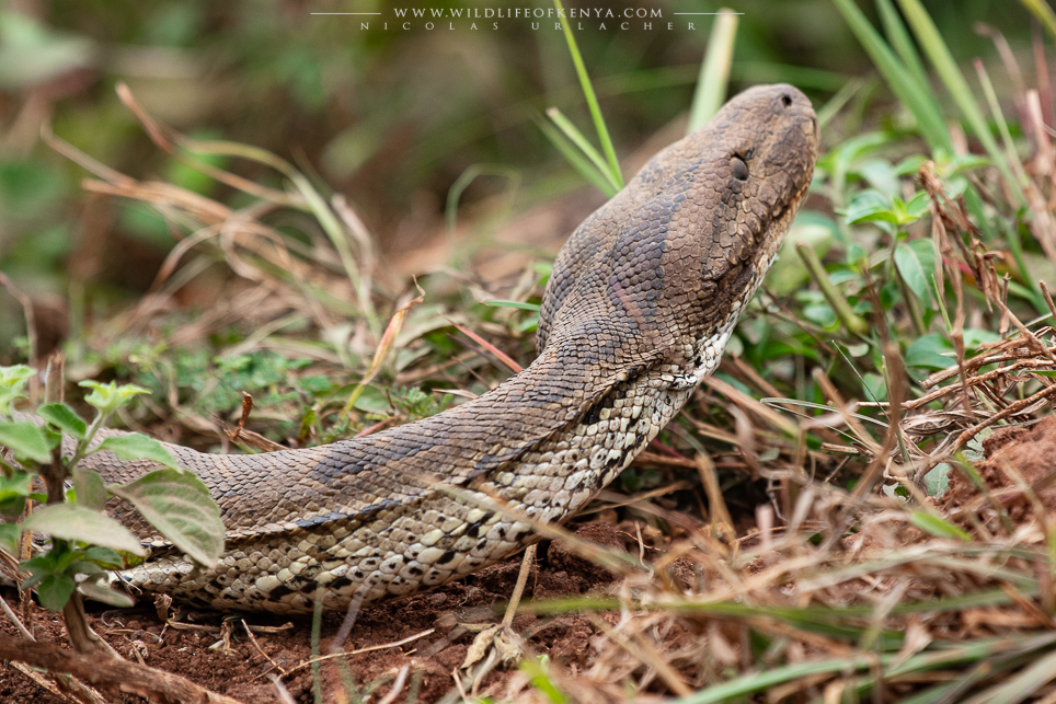 African Rock Python - wildlife of kenya by Nicolas Urlacher
