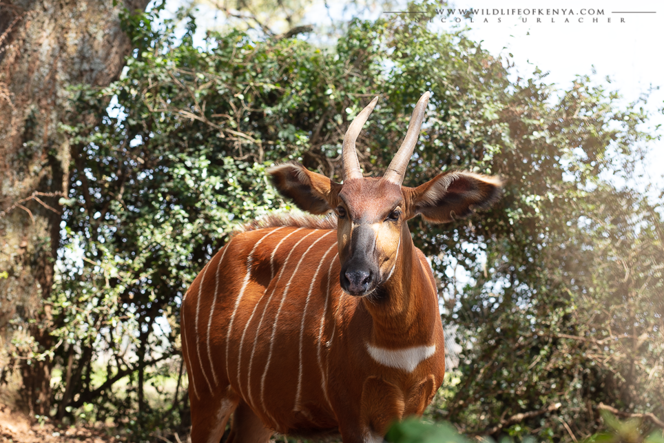 Mountain Bongo - wildlife of kenya by Nicolas Urlacher