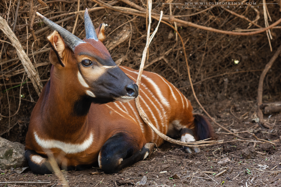 Mountain Bongo - wildlife of kenya by Nicolas Urlacher