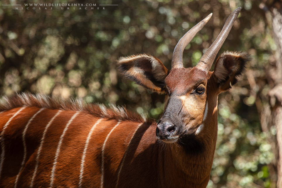 Mountain Bongo - wildlife of kenya by Nicolas Urlacher