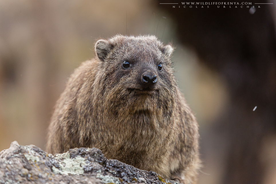 Rock Hyrax - wildlife of kenya by Nicolas Urlacher