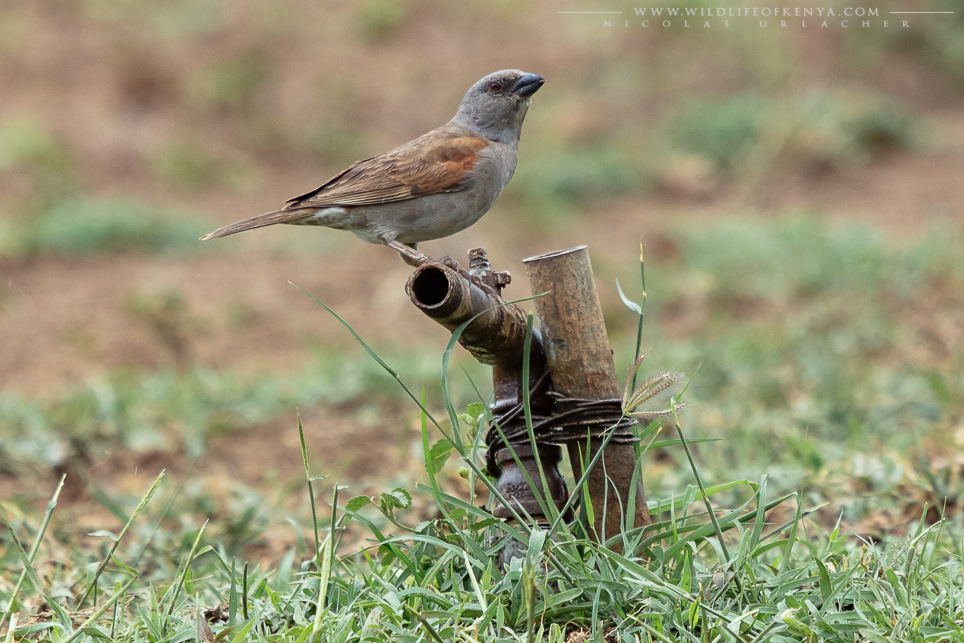 Grey-headed Sparrow - wildlife of kenya by Nicolas Urlacher