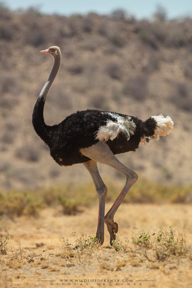 Somali Ostrich - wildlife of kenya by Nicolas Urlacher