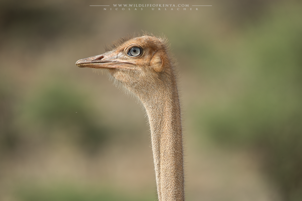 Somali Ostrich - wildlife of kenya by Nicolas Urlacher