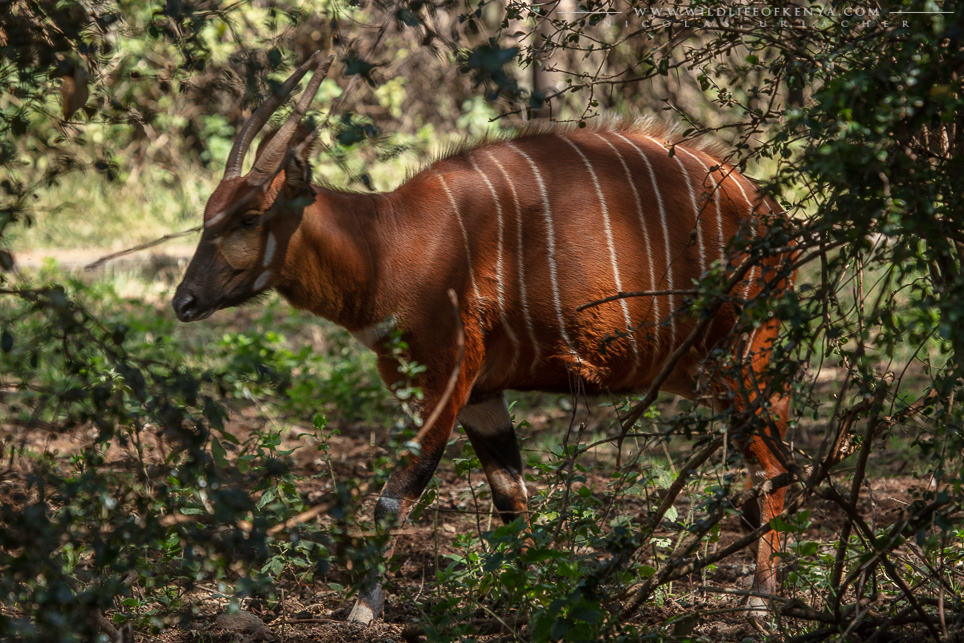 Mountain Bongo - wildlife of kenya by Nicolas Urlacher