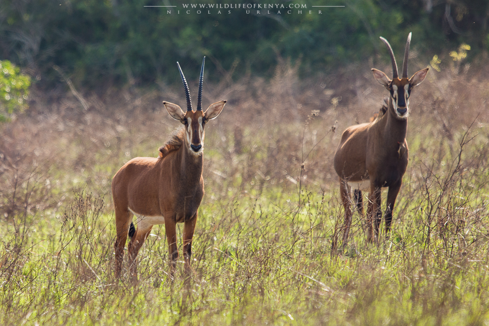 Sable Antelope - wildlife of kenya by Nicolas Urlacher