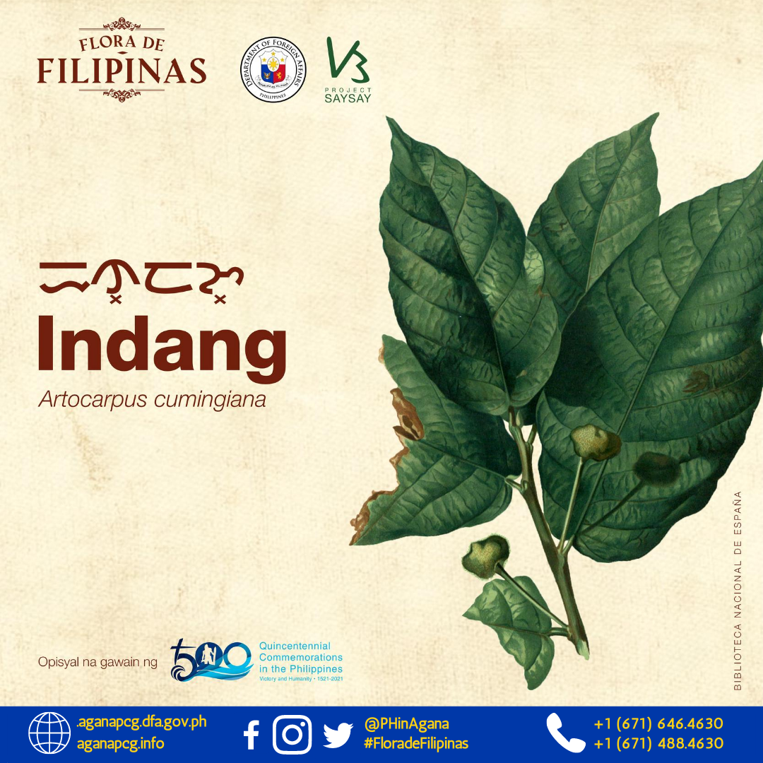 Indang - phinagana