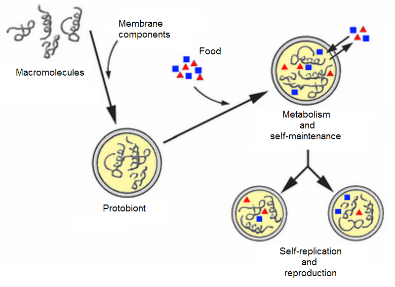 1.3. The protobiological evolution - Página web de evaprofecmc