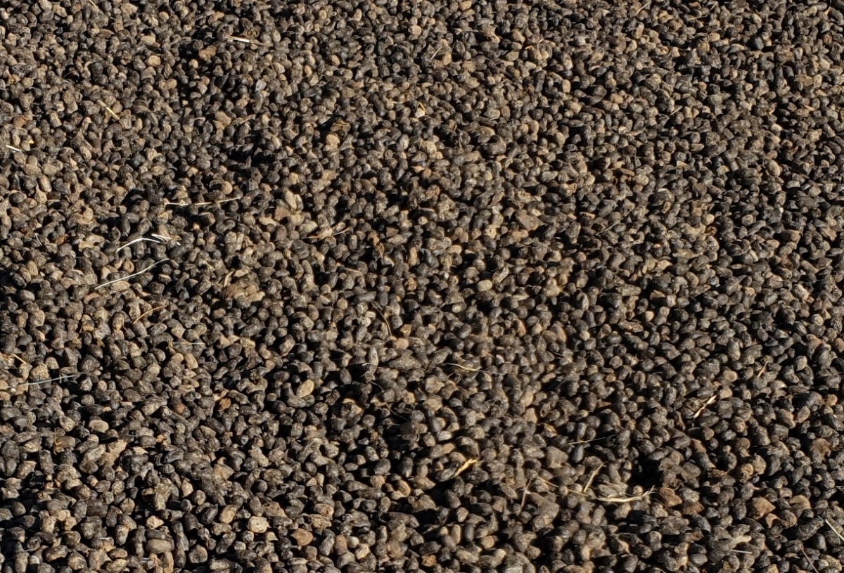 LAMA GOLD - Lamawanderung und Kindergeburstag mit LAMA MAMA in ...