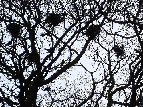 The Rookeries - History of Birmingham Places A to Y