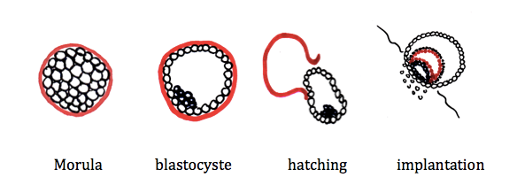 Embryologie - Imagerie des malformations cardiaques