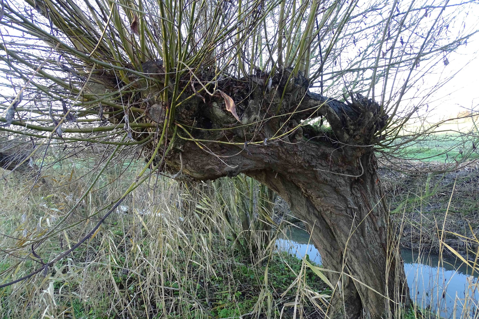 Faszinierende Weide - Weidenzentrum