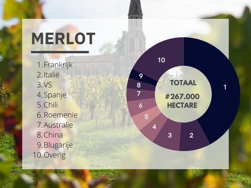 Wat is Merlot? Wijn Guide + Infographic - Wijn Wine Wein