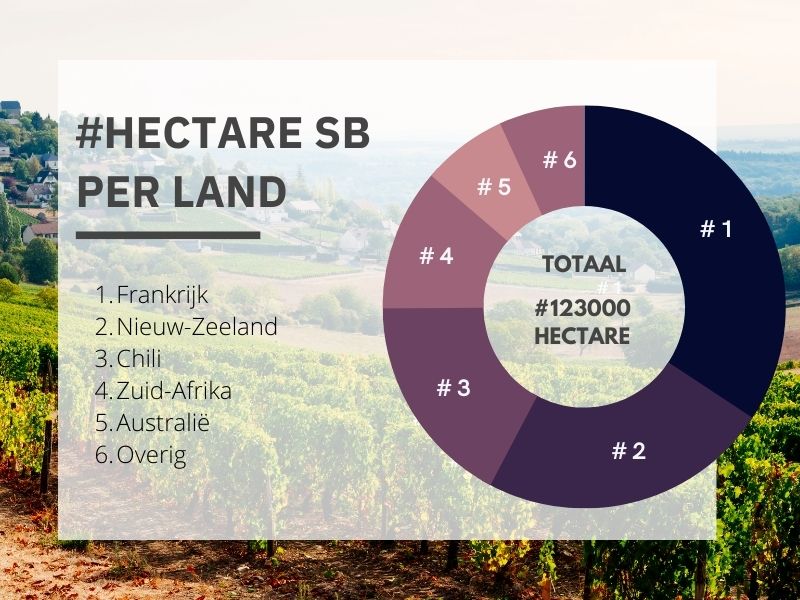 Wat is Sauvignon Blanc? Wijnguide + Infographic - Wijn Wine Wein