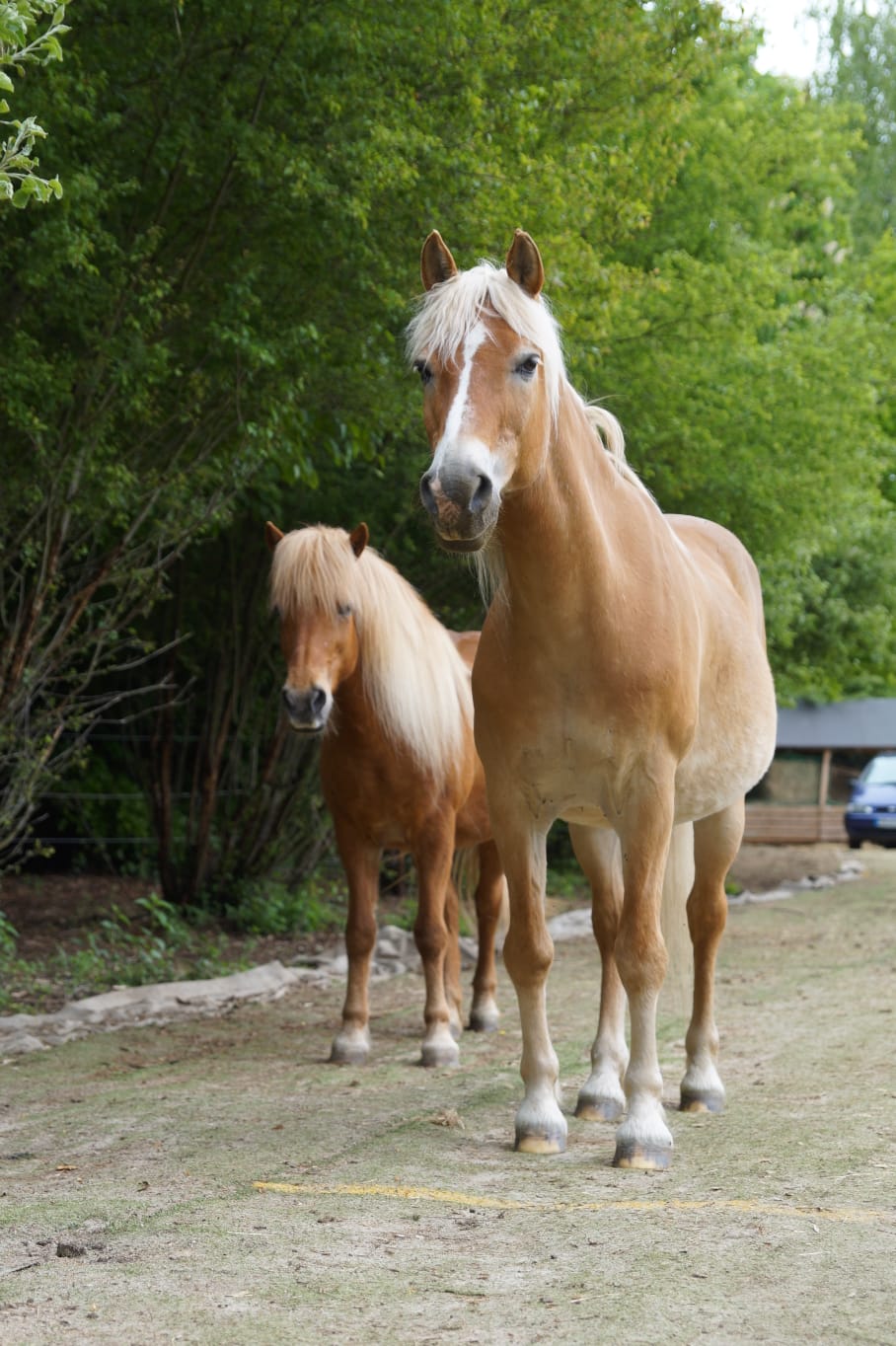 Paddock-Paradies - ruth-wermess Webseite!
