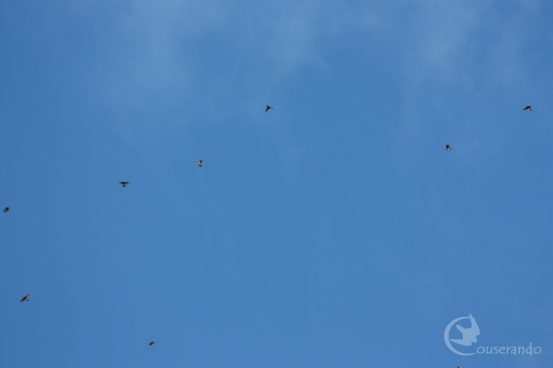 Septembre, la migration bat son plein ! - Couserando