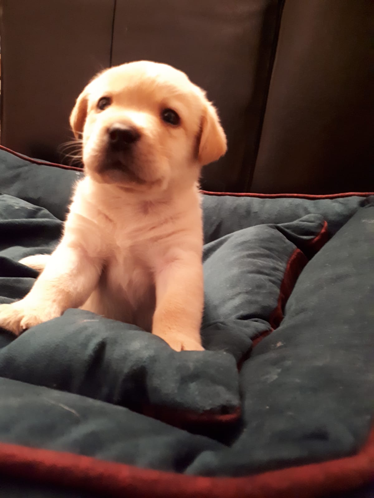 Herzlich Willkommen - baileyscastle-labradors