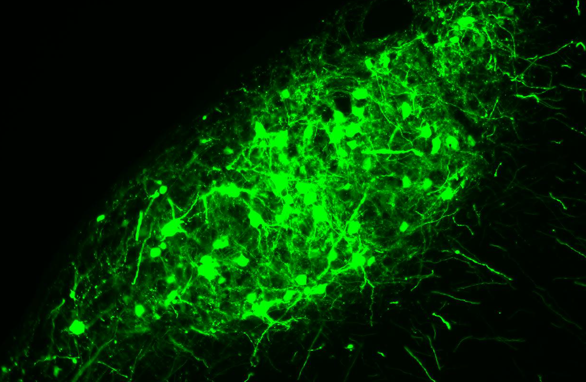 イントロダクション - Wada lab at Hokkaido Univ.