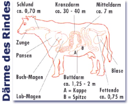 RINDERDÄRME - treiber2s Webseite!