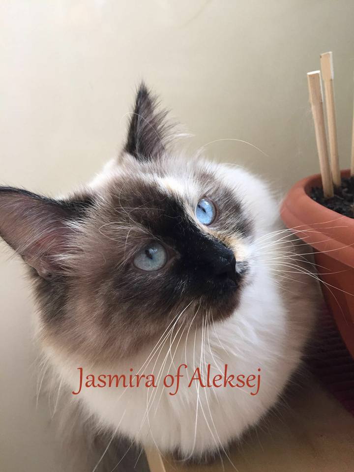 SEAL TORTIE/TORBIE POINT - CUCCIOLI GATTO SIBERIANO DISPONIBILI