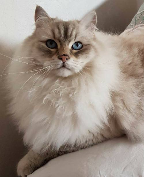 BLUE TABBY POINT - CUCCIOLI GATTO SIBERIANO DISPONIBILI