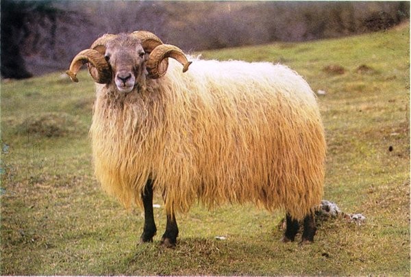 Awassi - Página web de ranchoayj