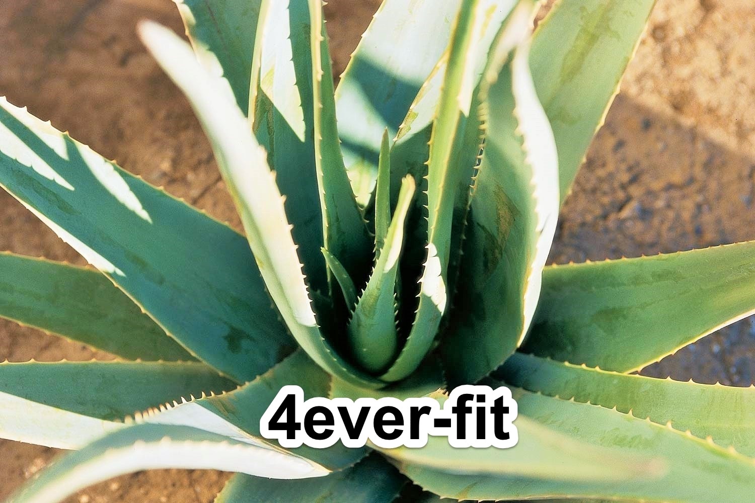 Willkommen auf 4ever-fit - 4ever-fits Webseite!