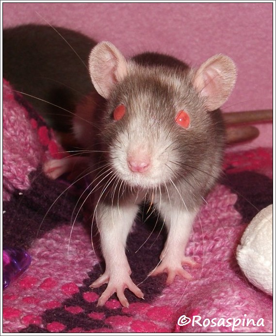 Il gene Marten - Varietà del Ratto - Rat Varieties