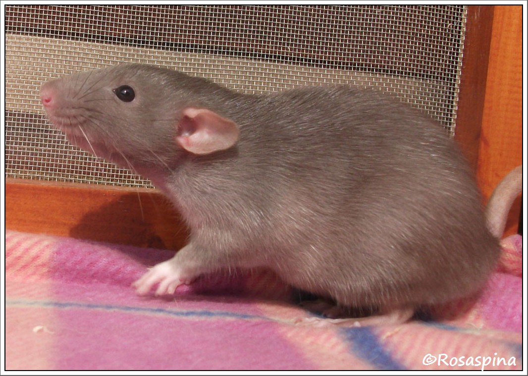 Mink - Classic Mink - English Mink o UK Mink - Varietà del Ratto - Rat ...