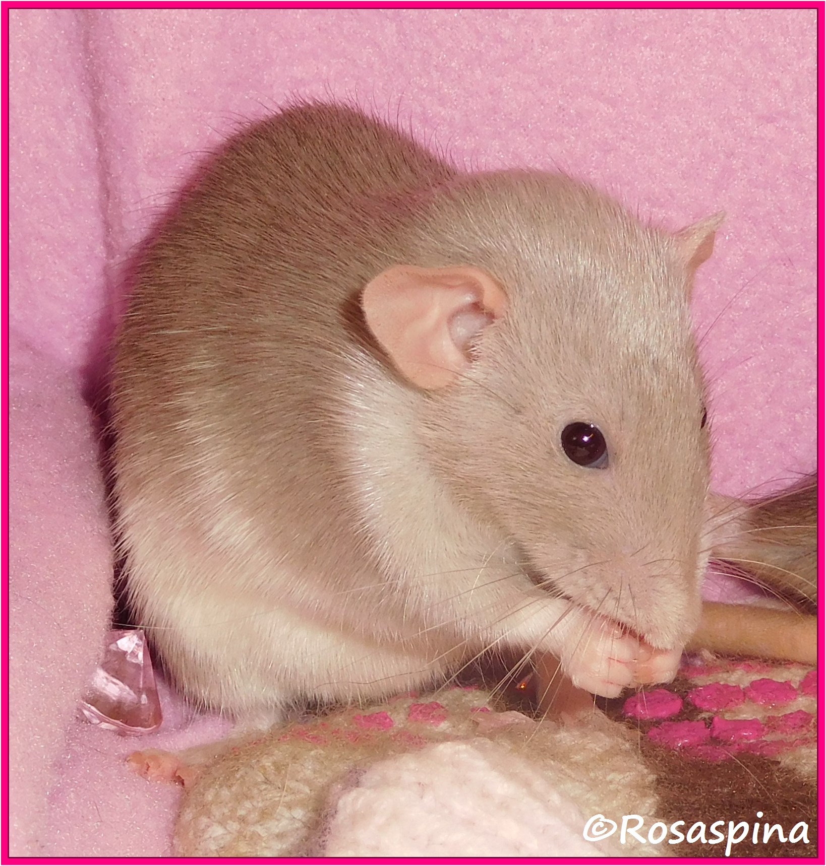 Russian Silver Agouti - Varietà del Ratto - Rat Varieties