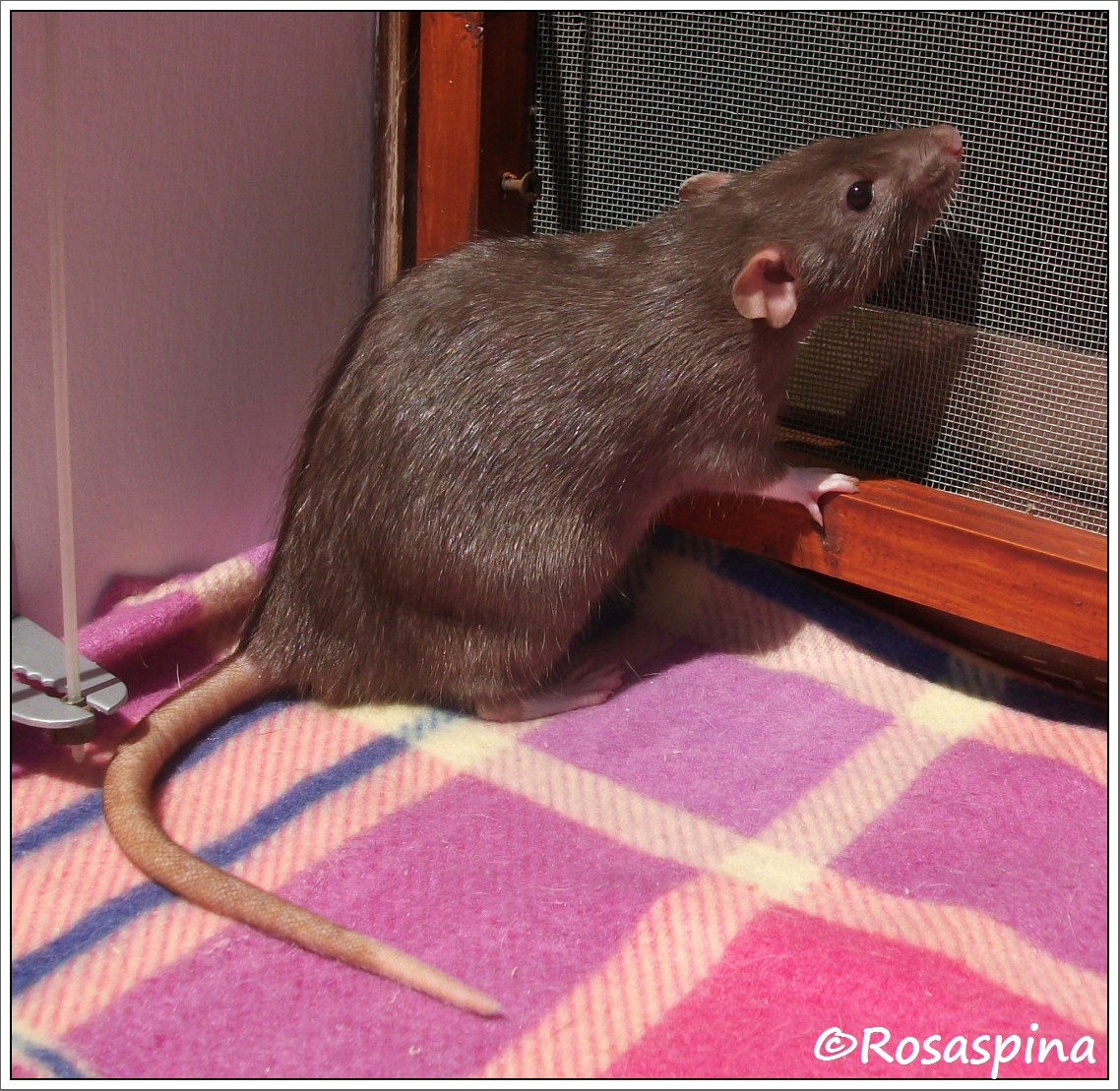 Cocoa - Varietà del Ratto - Rat Varieties