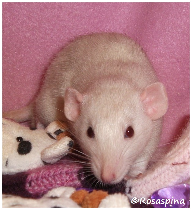 Double Mink - Varietà del Ratto - Rat Varieties
