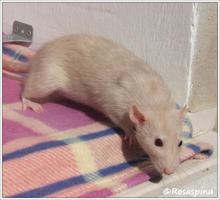 Buff o Beige - Varietà del Ratto - Rat Varieties