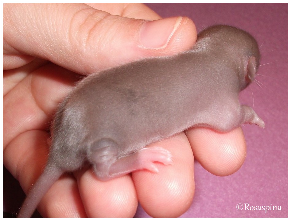 Merle - Varietà del Ratto - Rat Varieties