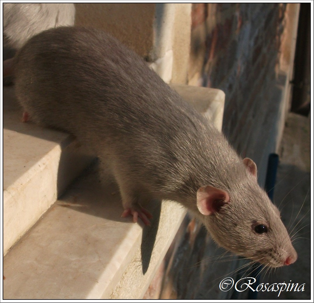 Russian Dove - Dove - Varietà del Ratto - Rat Varieties
